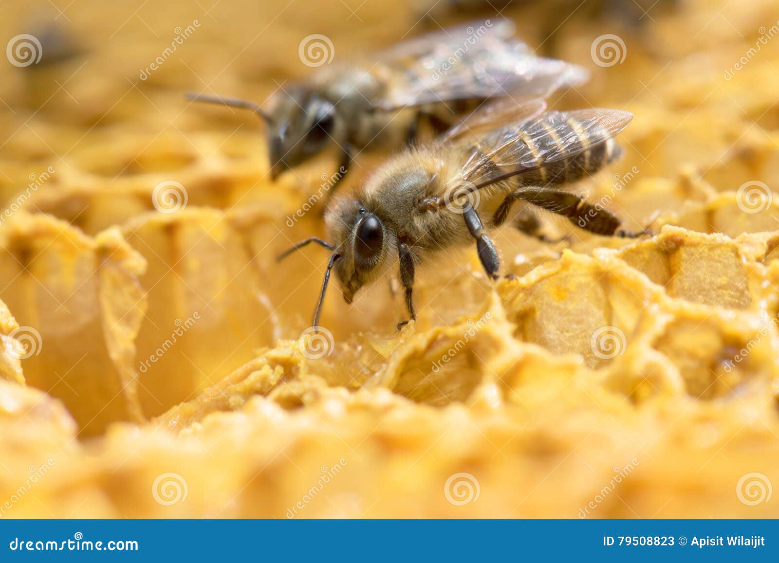 Honey Bee and Beehive in Thailand. Stock Image - Image of herbicide ...