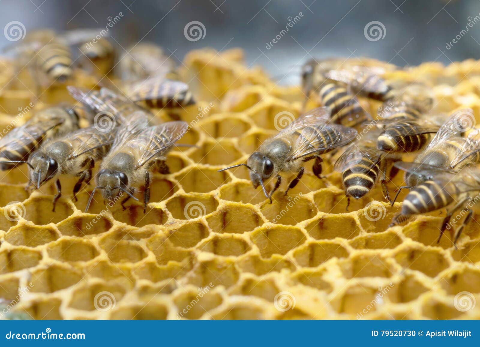 Honey Bee and Beehive in Thailand. Stock Photo - Image of agricultural ...