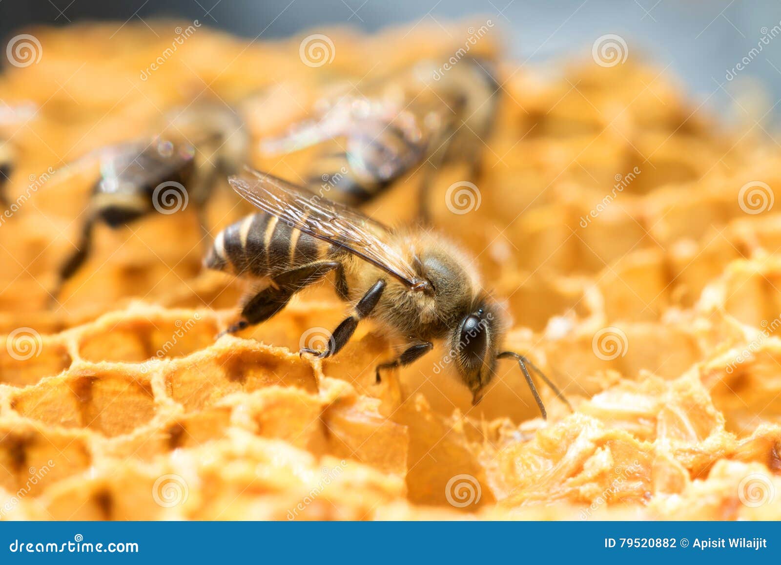 Honey Bee and Beehive in Thailand. Stock Photo - Image of eating ...