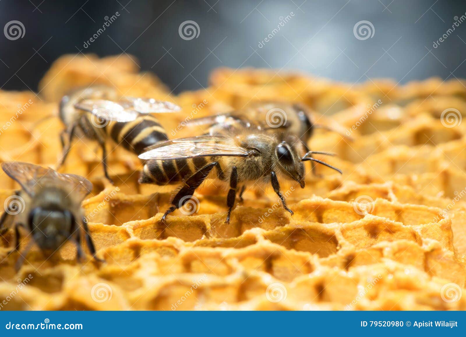 Honey Bee and Beehive in Thailand. Stock Photo - Image of beautiful ...