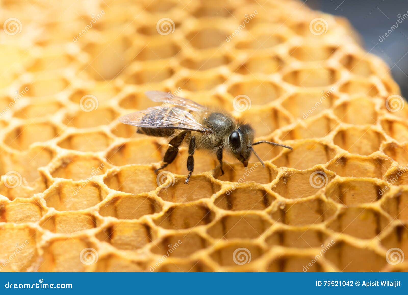 Honey Bee and Beehive in Thailand. Stock Photo - Image of objects ...