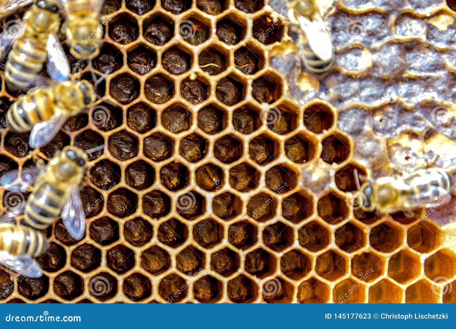 Honey Bee Beehive Wax Frame with Bees Breed Stock Image - Image of ...