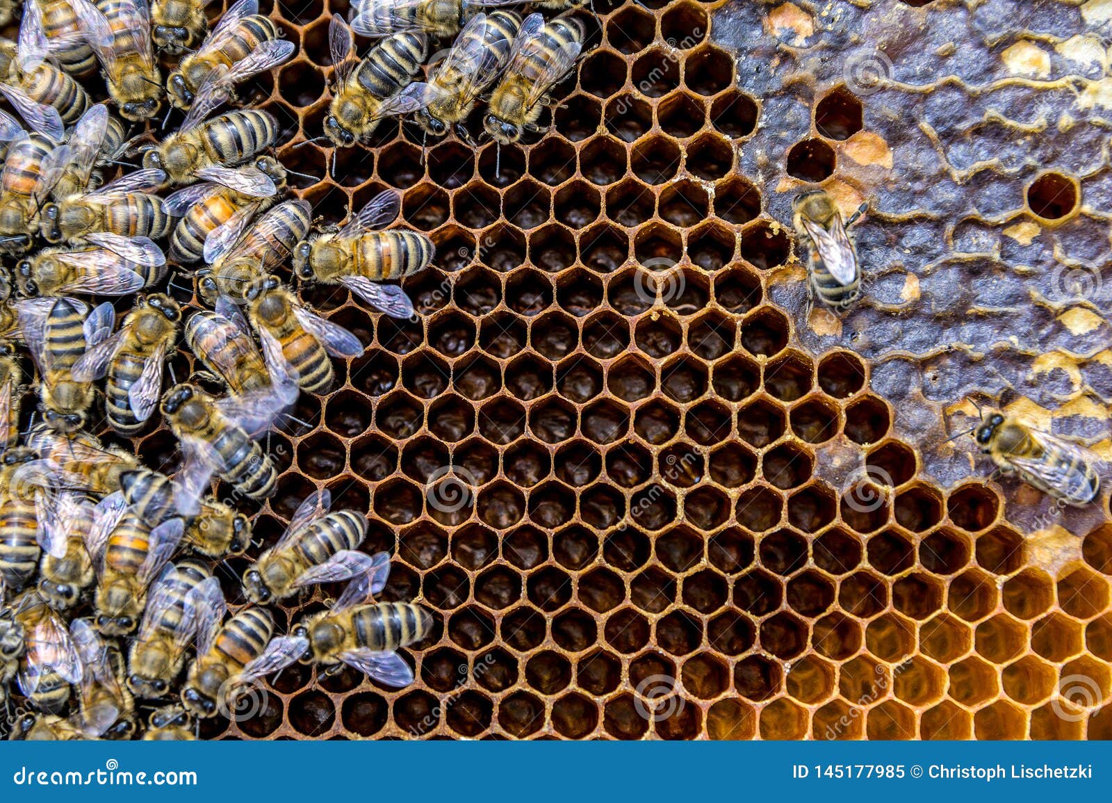 Honey Bee Beehive Wax Frame with Bees Breed Stock Image - Image of ...