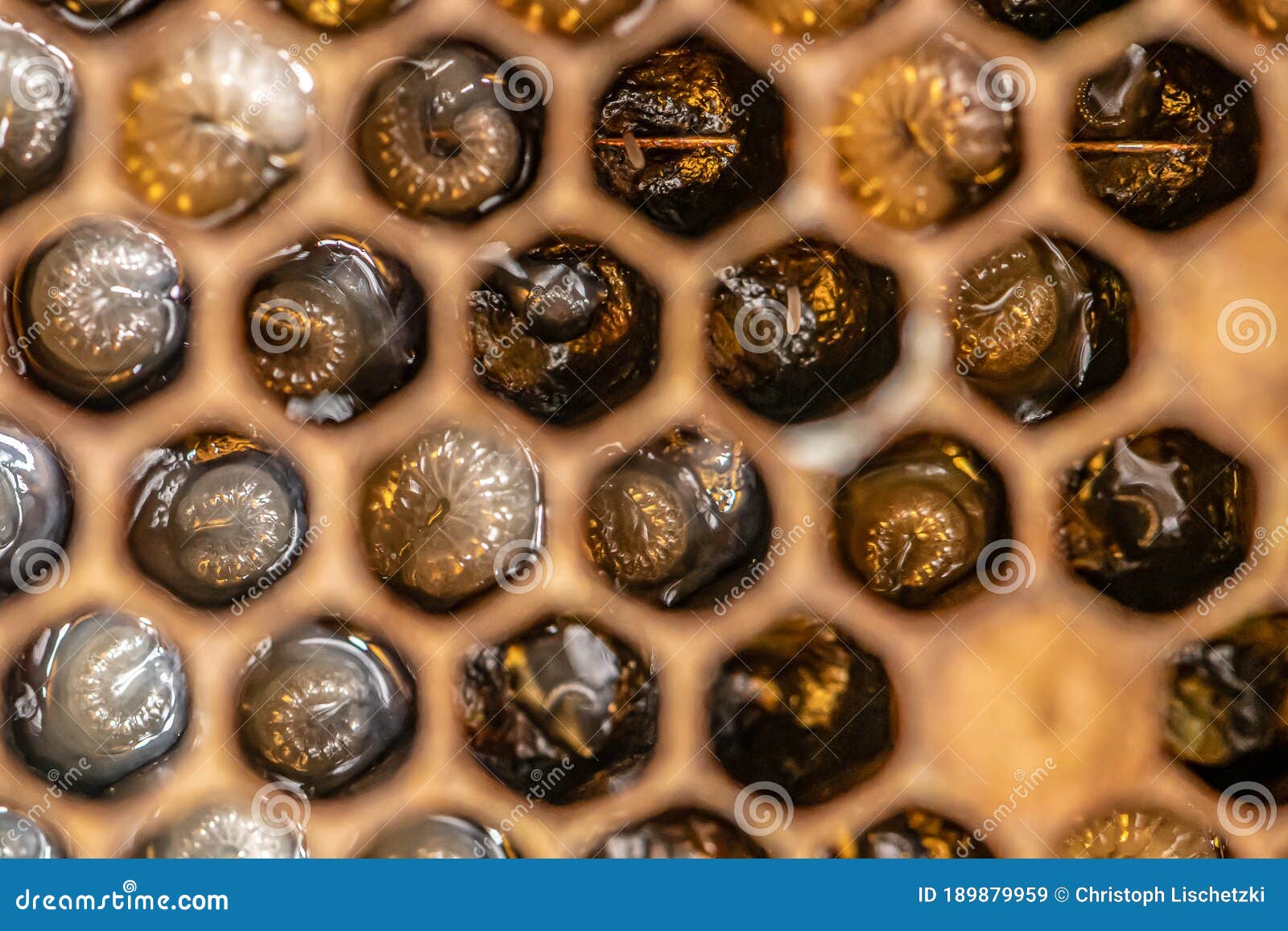 Honey Bee Beehive Wax Frame with Bees Breed, Eggs and Worms Next ...
