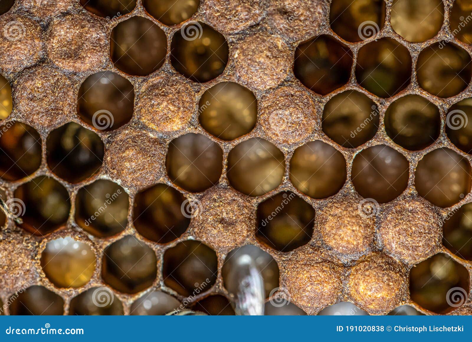 Honey Bee Beehive Wax Frame with Bees Breed, Eggs and Worms Next ...