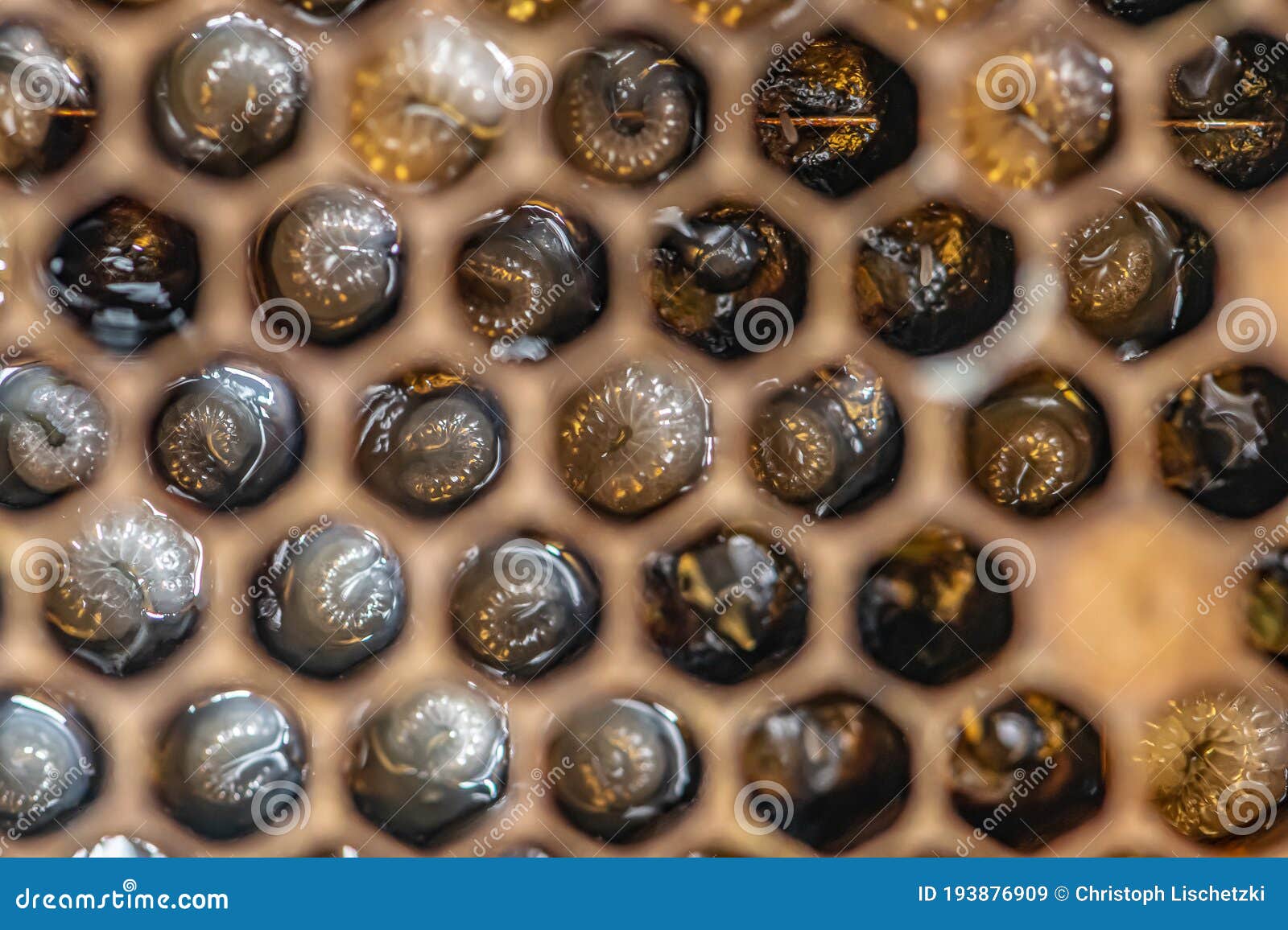 Honey Bee Beehive Wax Frame with Bees Breed, Eggs and Worms Next ...