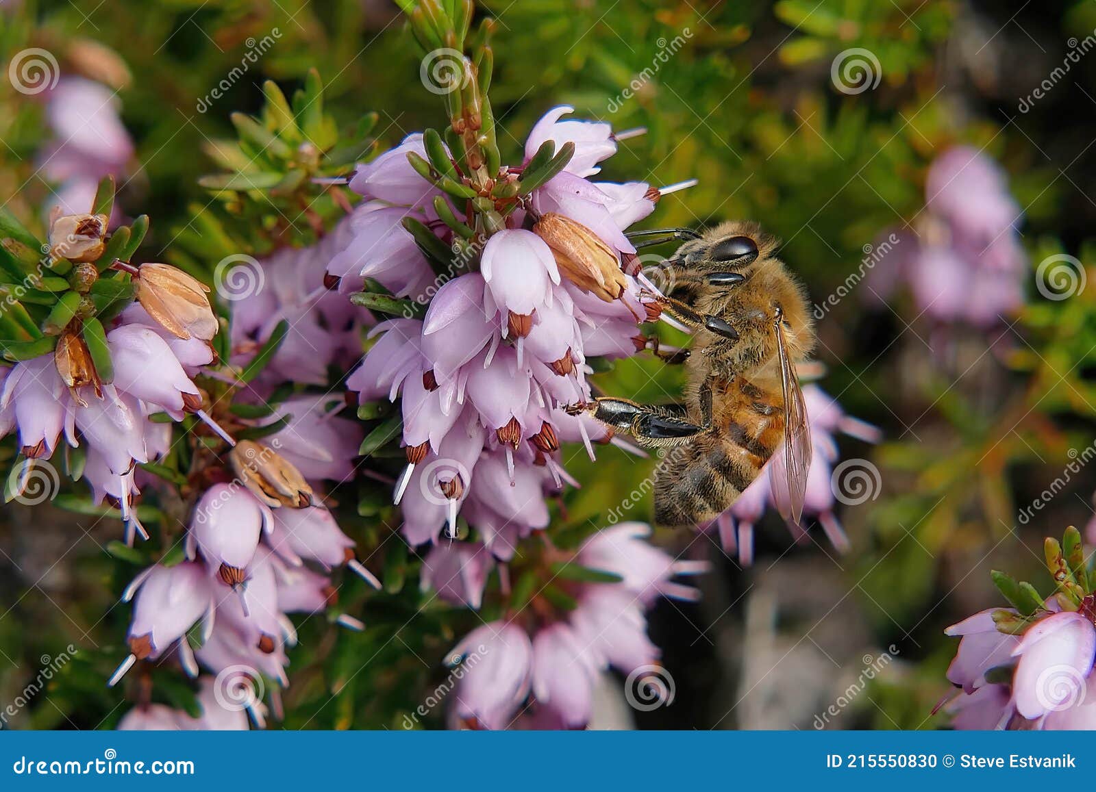 Honey bee on bell heather stock photo. Image of insect - 215550830