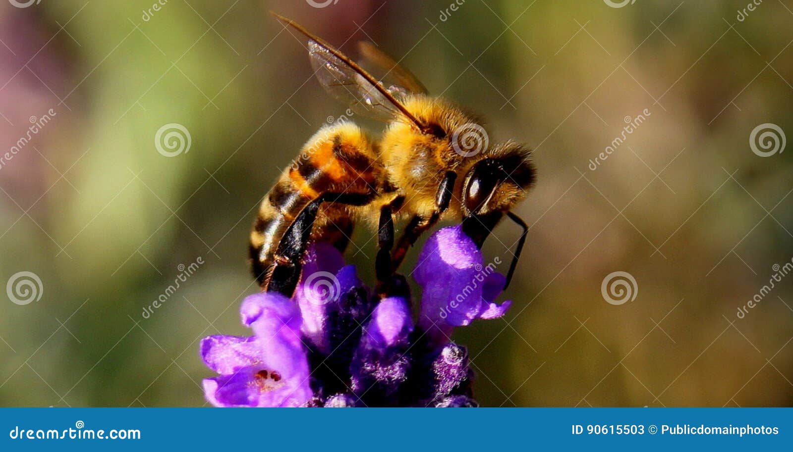 Honey Bee, Bij, Insect, Nectar Picture. Image: 90615503