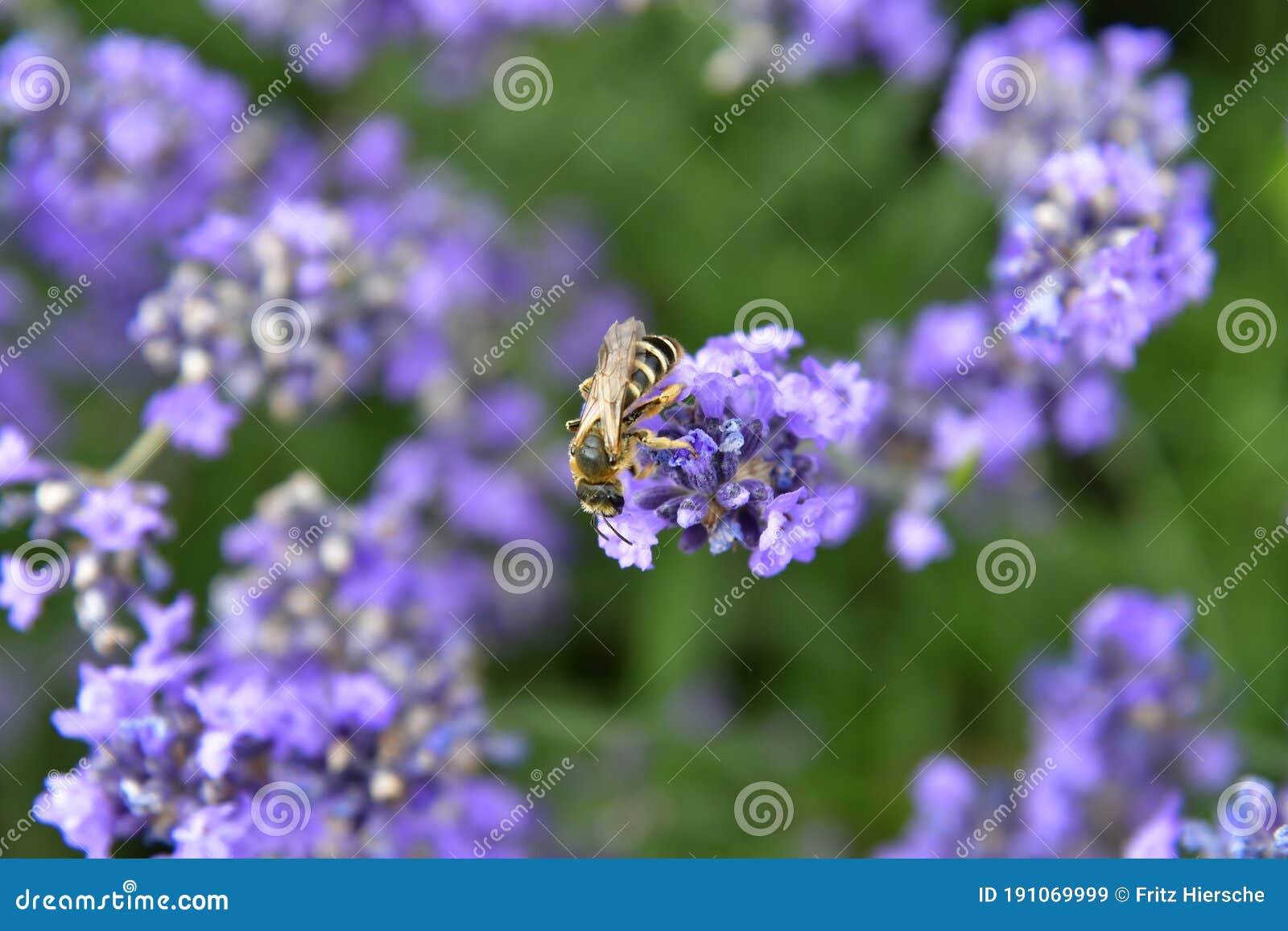 Nature, Insects, Honey Bee stock image. Image of flower - 191069999