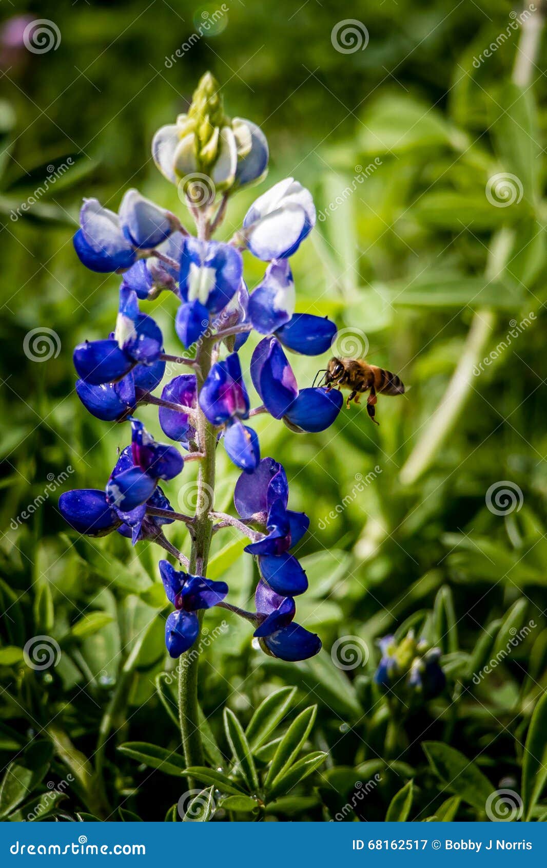 Honey Bee on a Bluebonnet stock image. Image of texas - 68162517