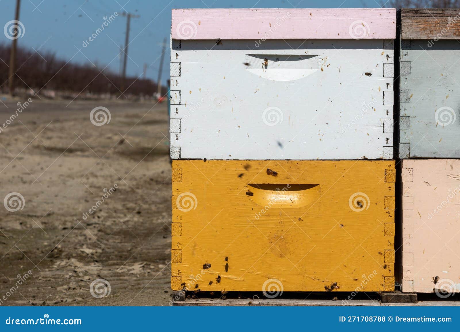 Honey Bee Boxes stock photo. Image of hive, boxes, insect - 271708788
