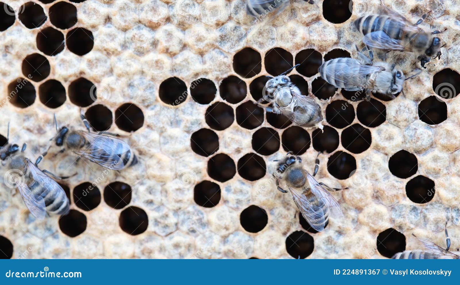 Honey Bee Brood. Brood Care. the Birth of a Bee. Worker Bee Emerging ...