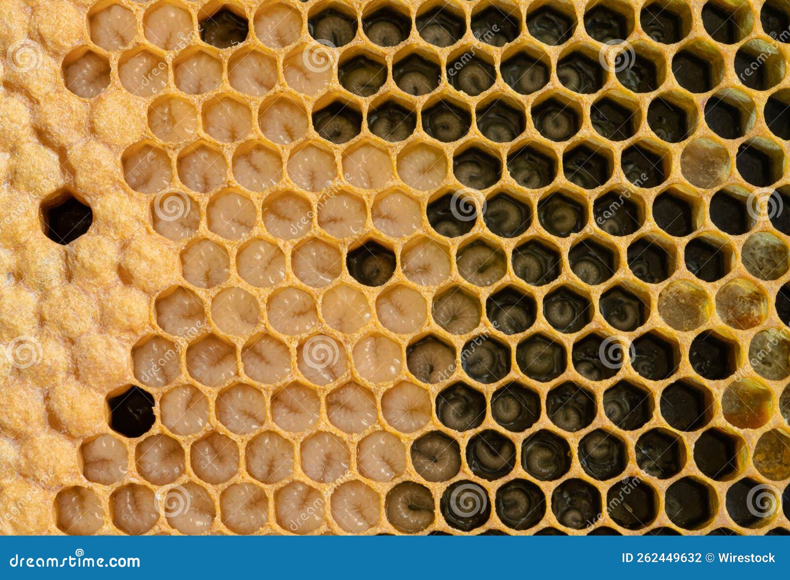 Honey Bee Brood Frame Witch Eggs, Larva, and Capped Brood Stock Photo ...