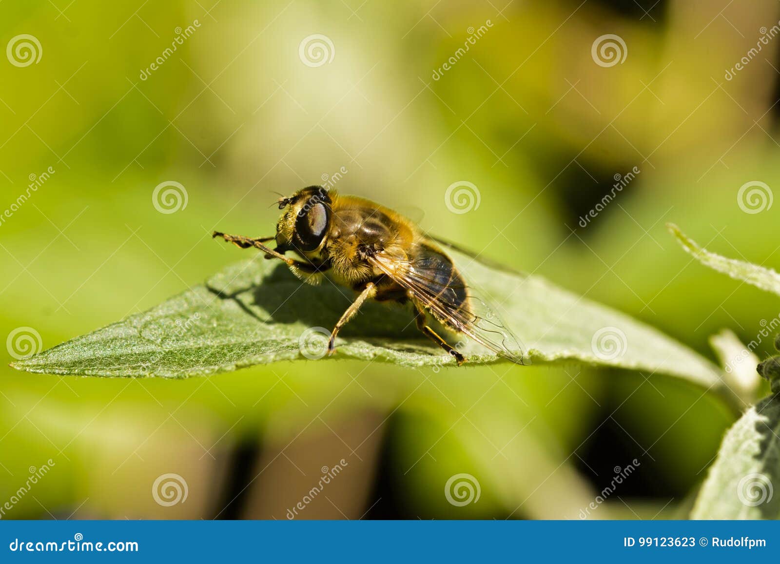 Honey Bee on a Buddleia Leaf Stock Image - Image of legs, compound ...
