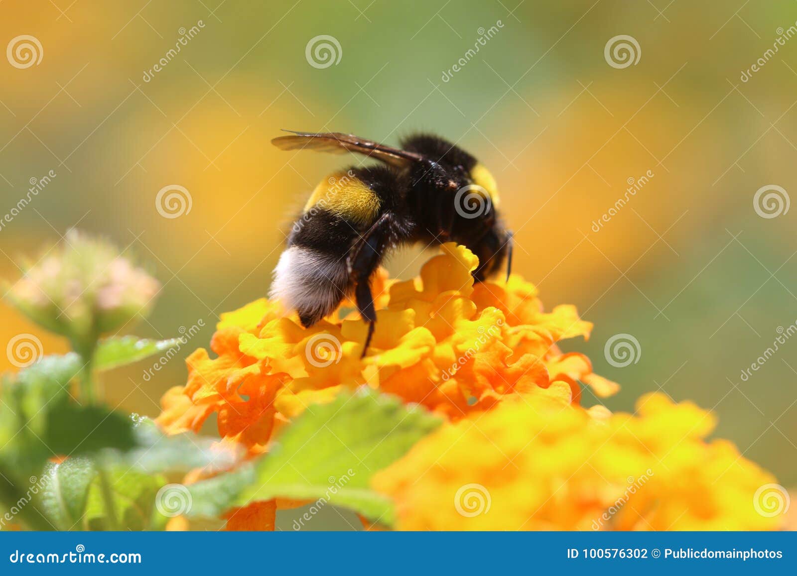 Honey Bee, Bumblebee, Bee, Insect Picture. Image: 100576302
