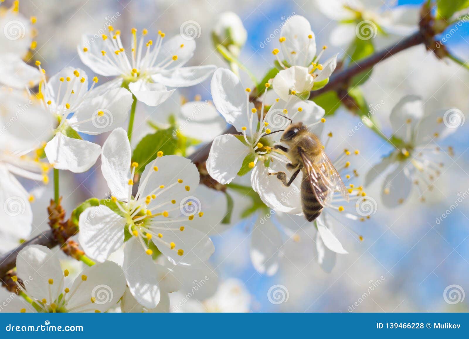 A Honey Bee on a Cherry. Bee on Flower of the Spring White Blossoms ...