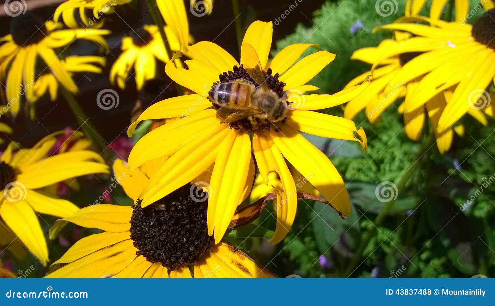 Honey Bee stock photo. Image of crawling, garden, insect - 43837488