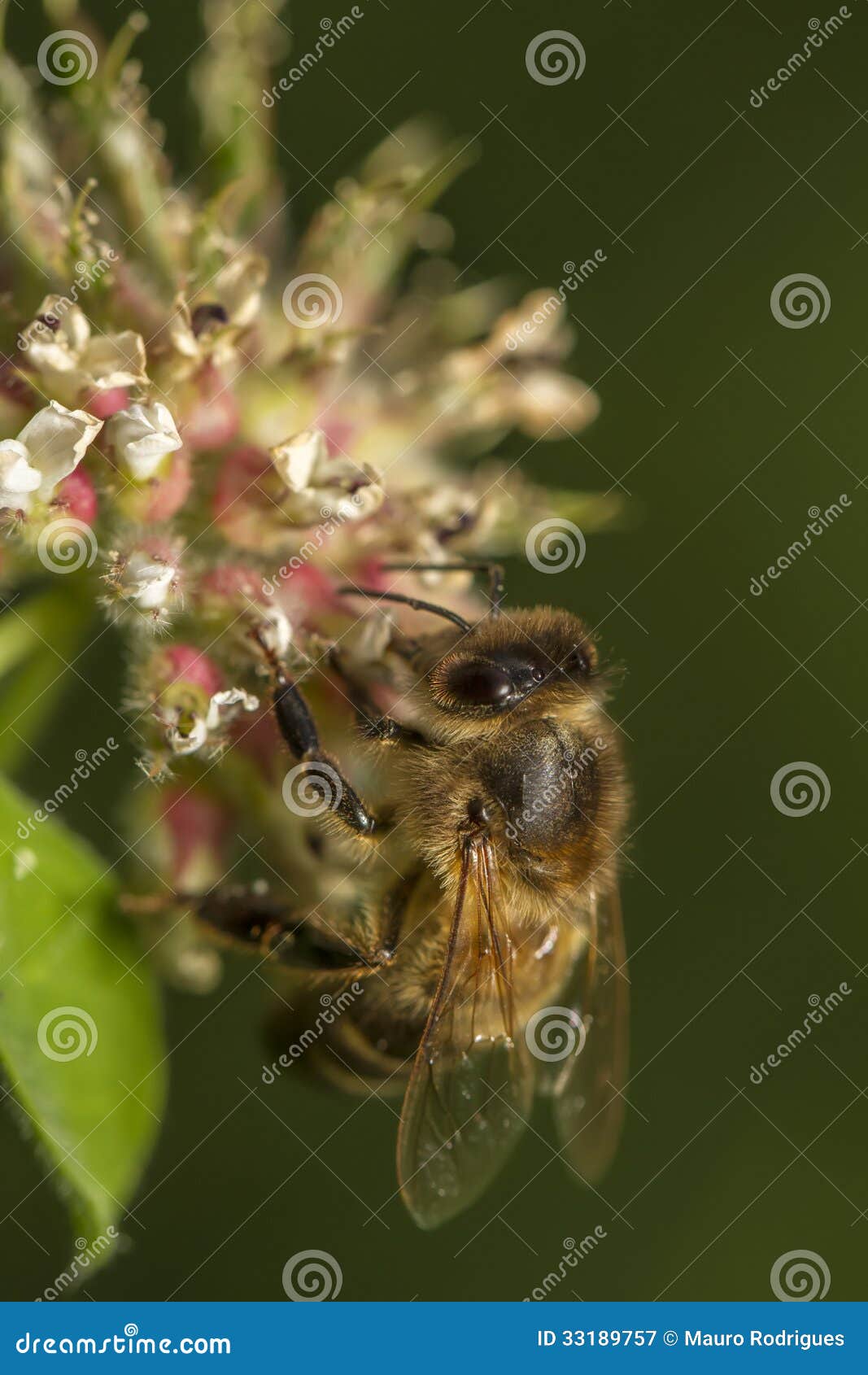 Honey Bee Collecting Nectar Stock Image - Image of european, dangerous ...