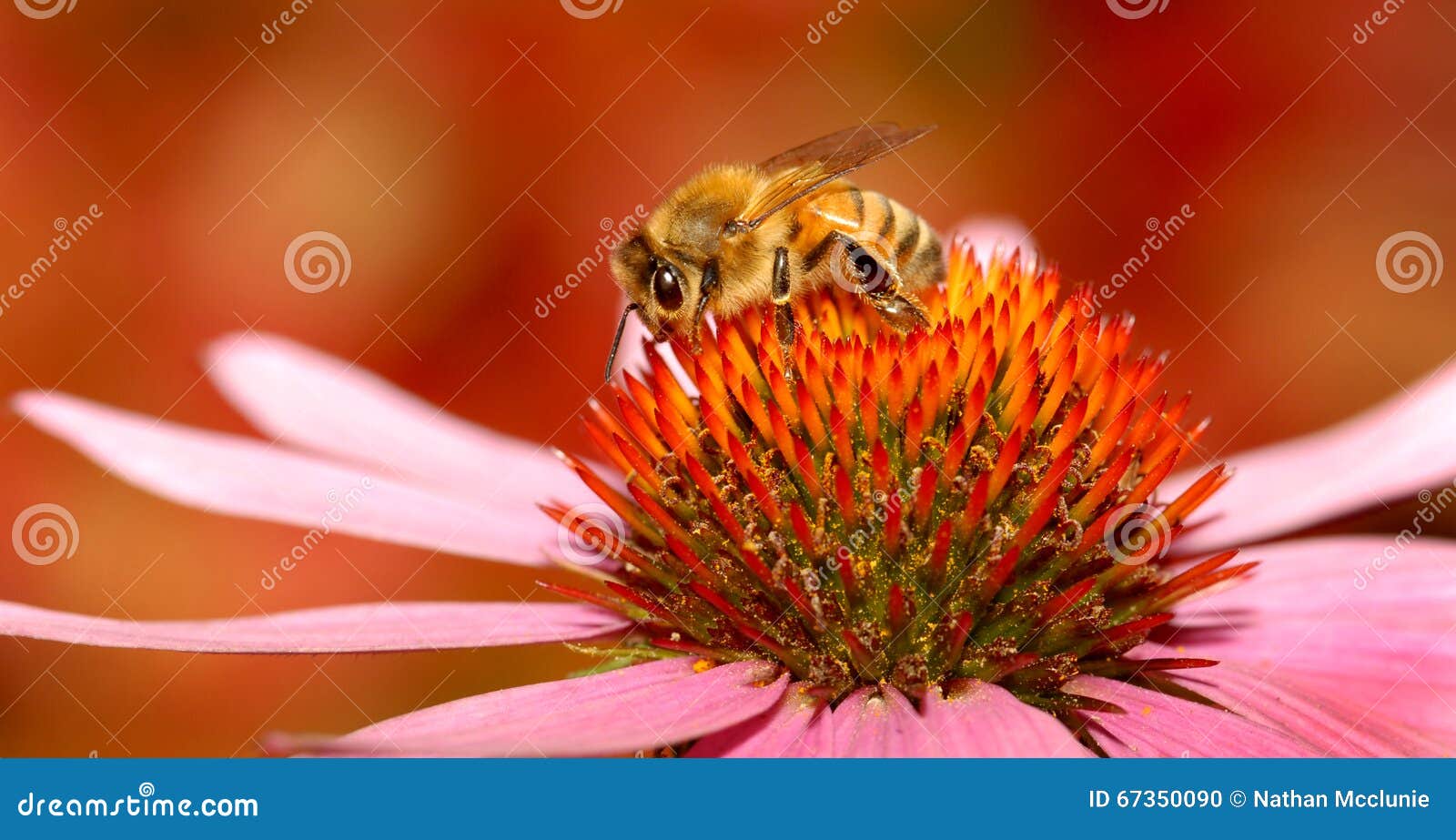 A Honey Bee Collecting Nectar from Flower Stock Photo - Image of pollen ...