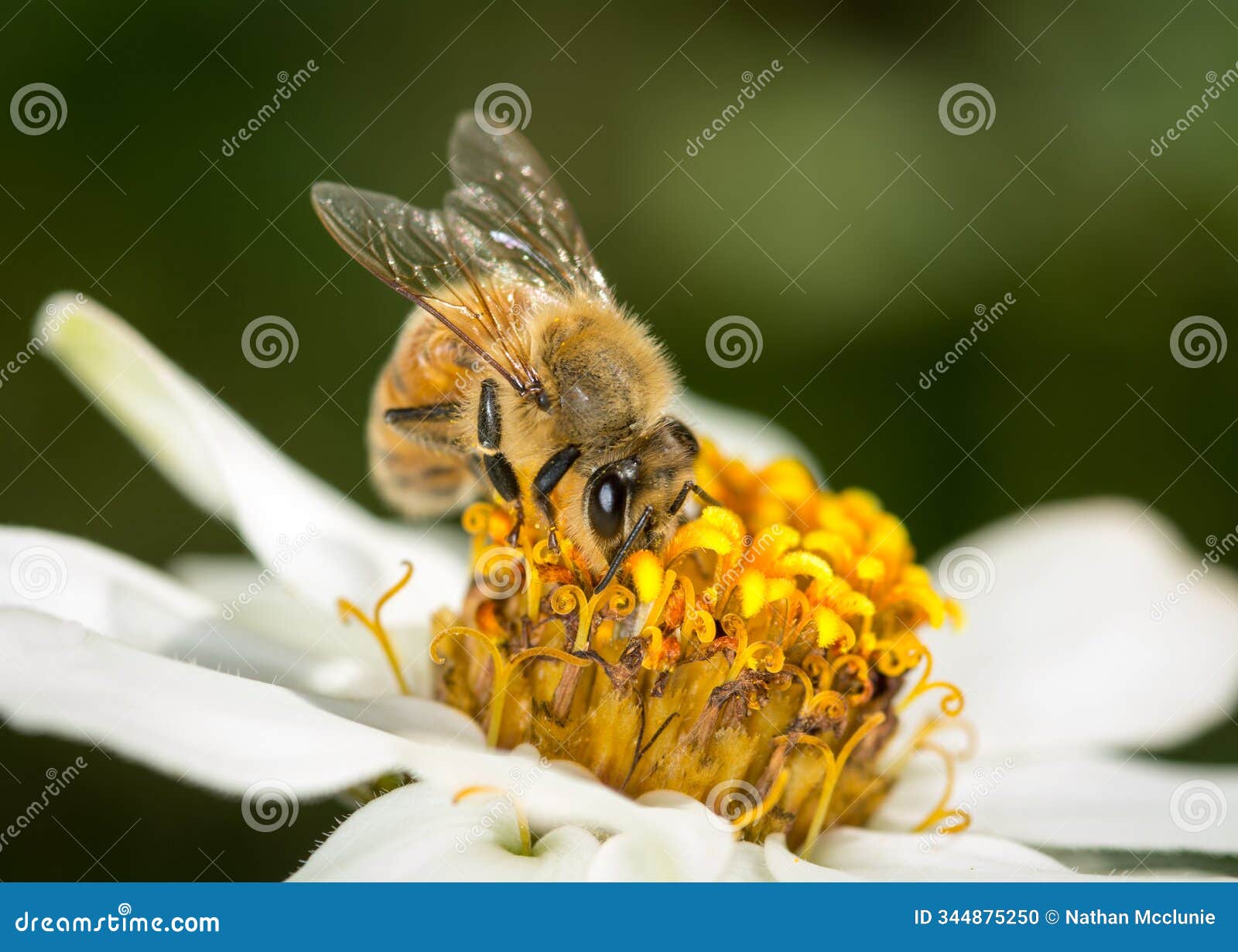 Honey Bee Collecting Nectar from Flower Stock Photo - Image of floral ...