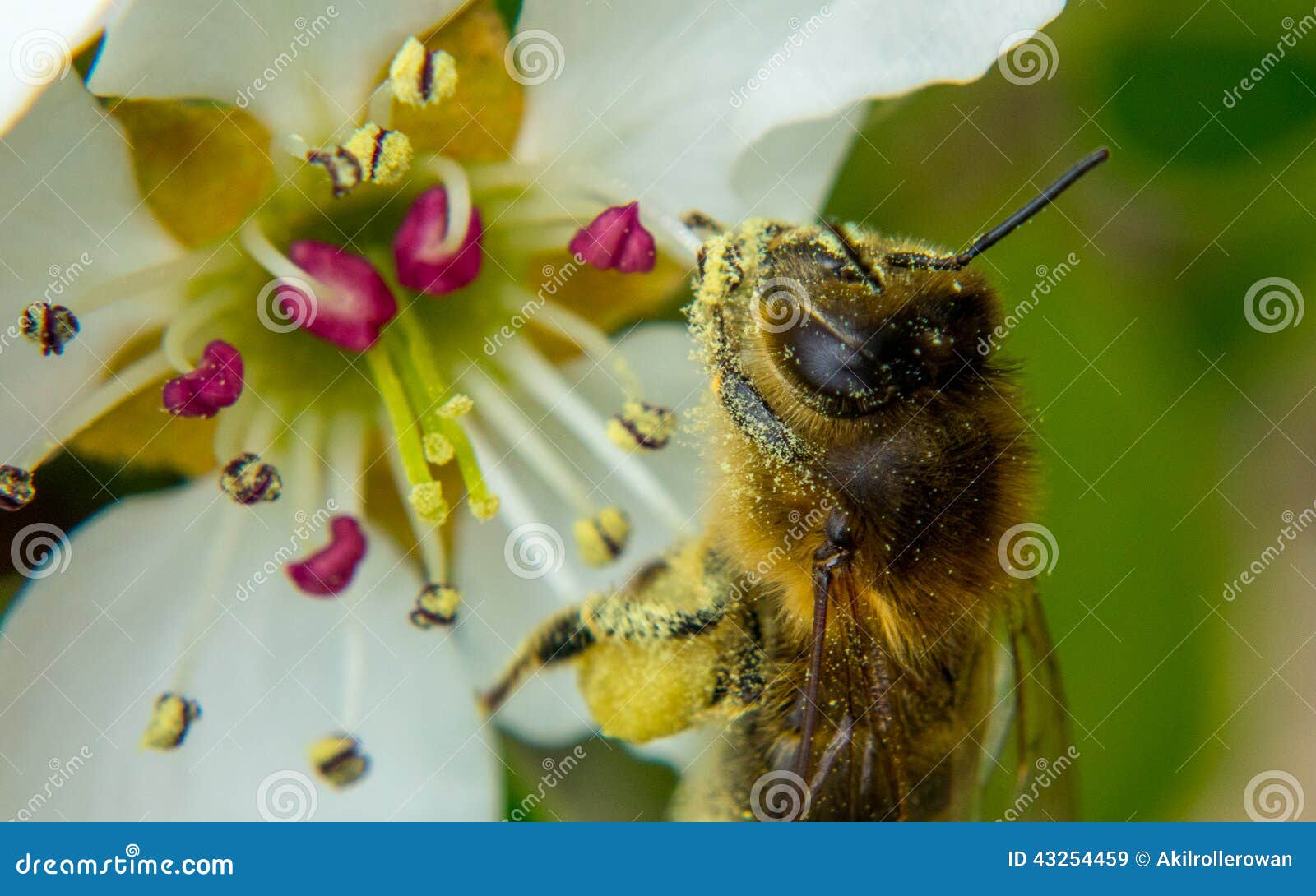Honey Bee Collecting Nectar from a White Flower Stock Image - Image of ...