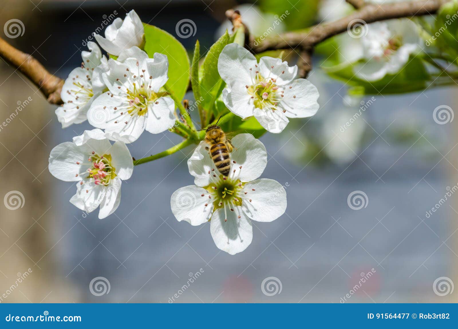 Honey Bee Collecting Nectar on White Pear Tree Blossoms at Springtime ...