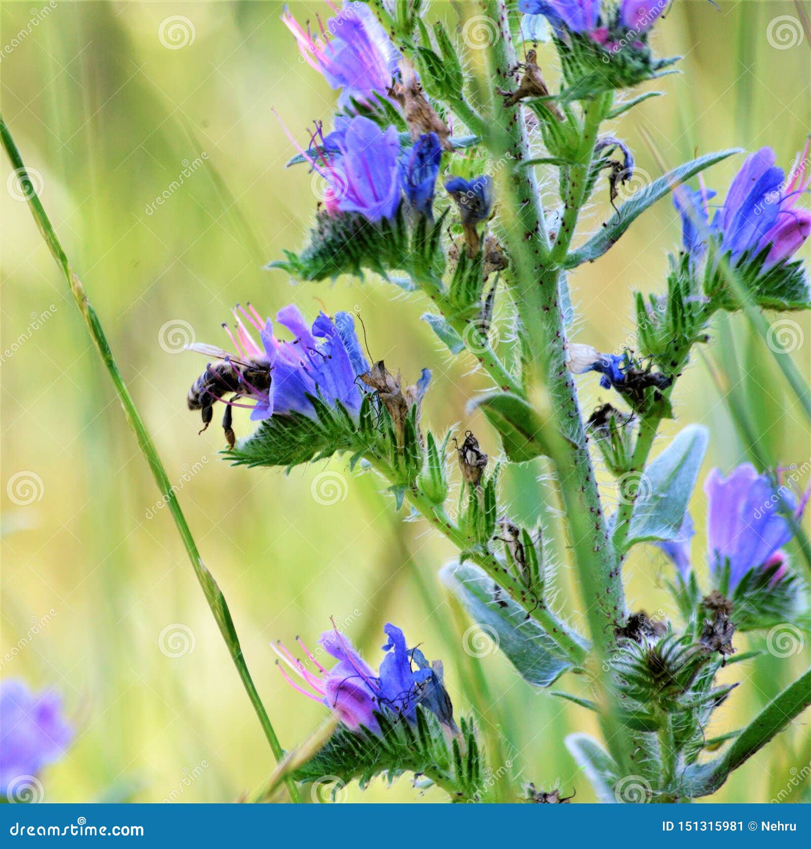 Honey Bee Collecting Polen on Flower Stock Image - Image of detail ...