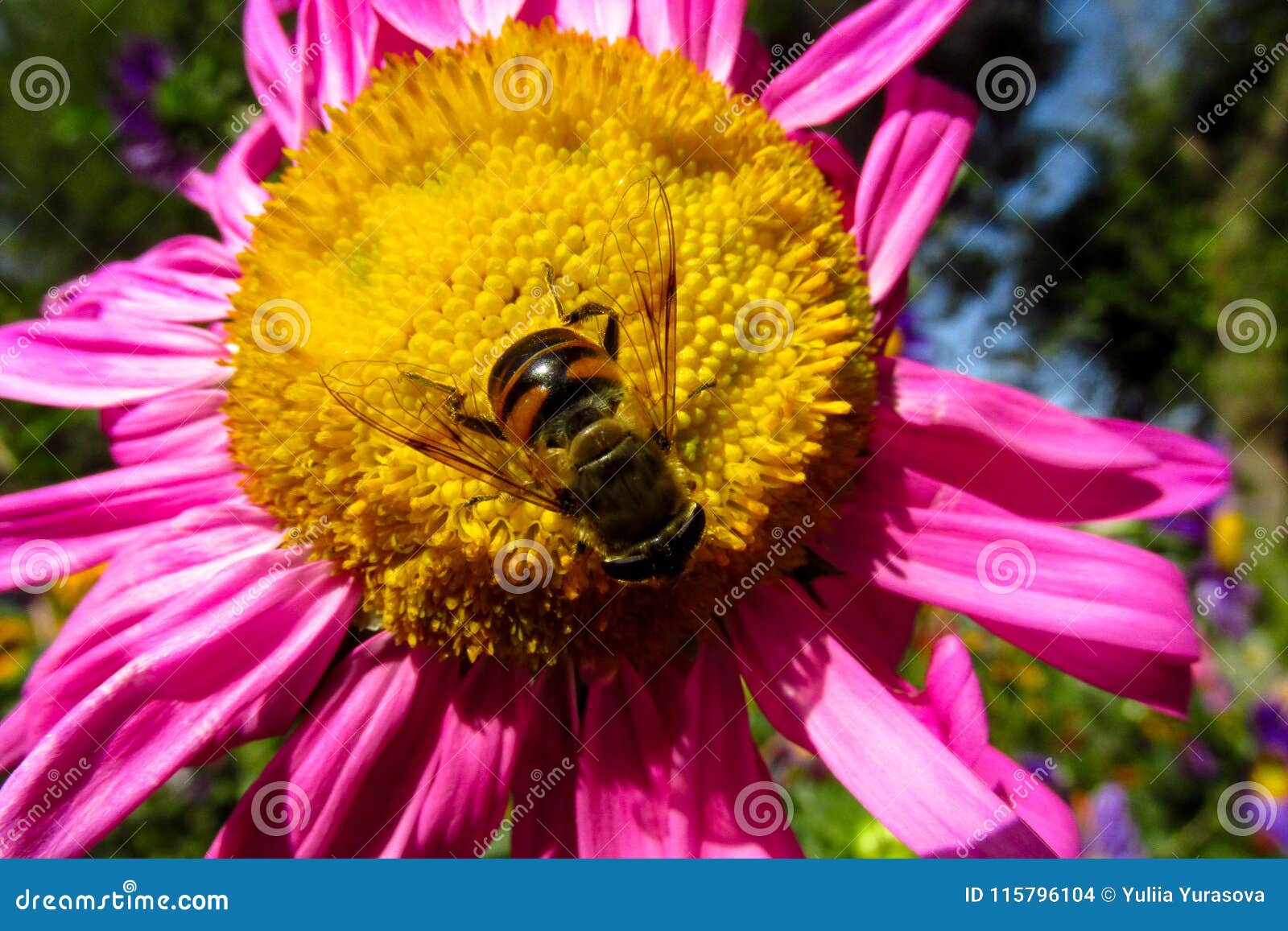 Honey Bee Collecting Pollen on a Beautiful Yellow and Purple Flower ... Honey Bee Collecting Pollen on a Beautiful Yellow and Purple Flower ...