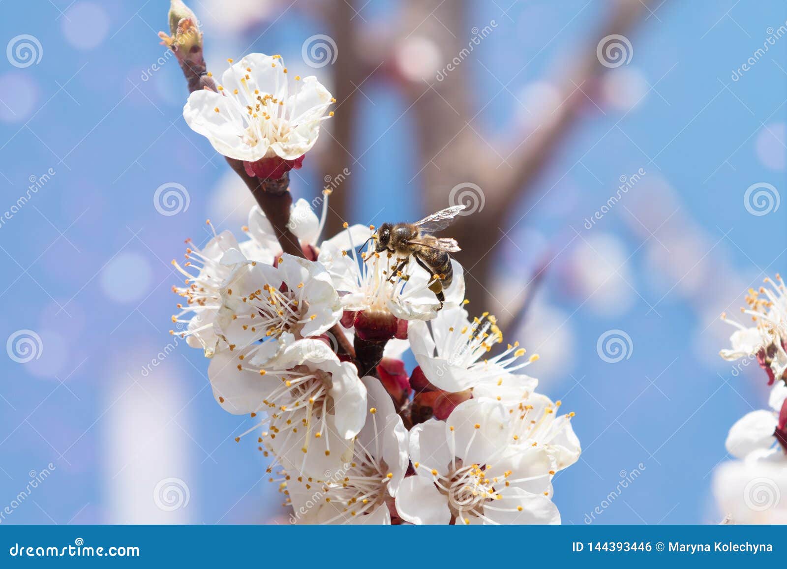 Honey Bee Collecting Pollen from a Cherry Tree Blossom Stock Photo ...