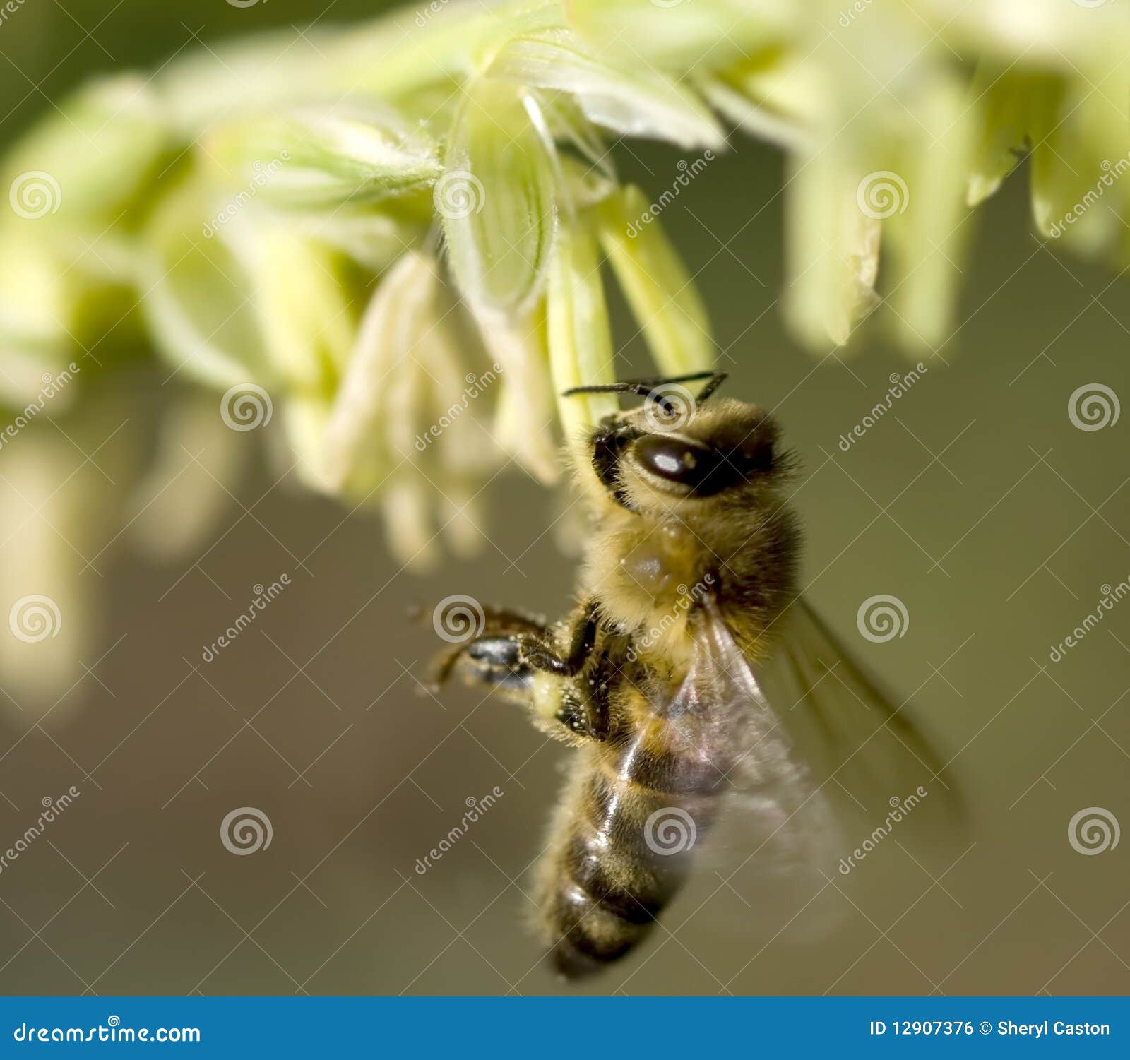 Honey Bee Collecting Pollen from Corn Flower Stock Photo - Image of ...