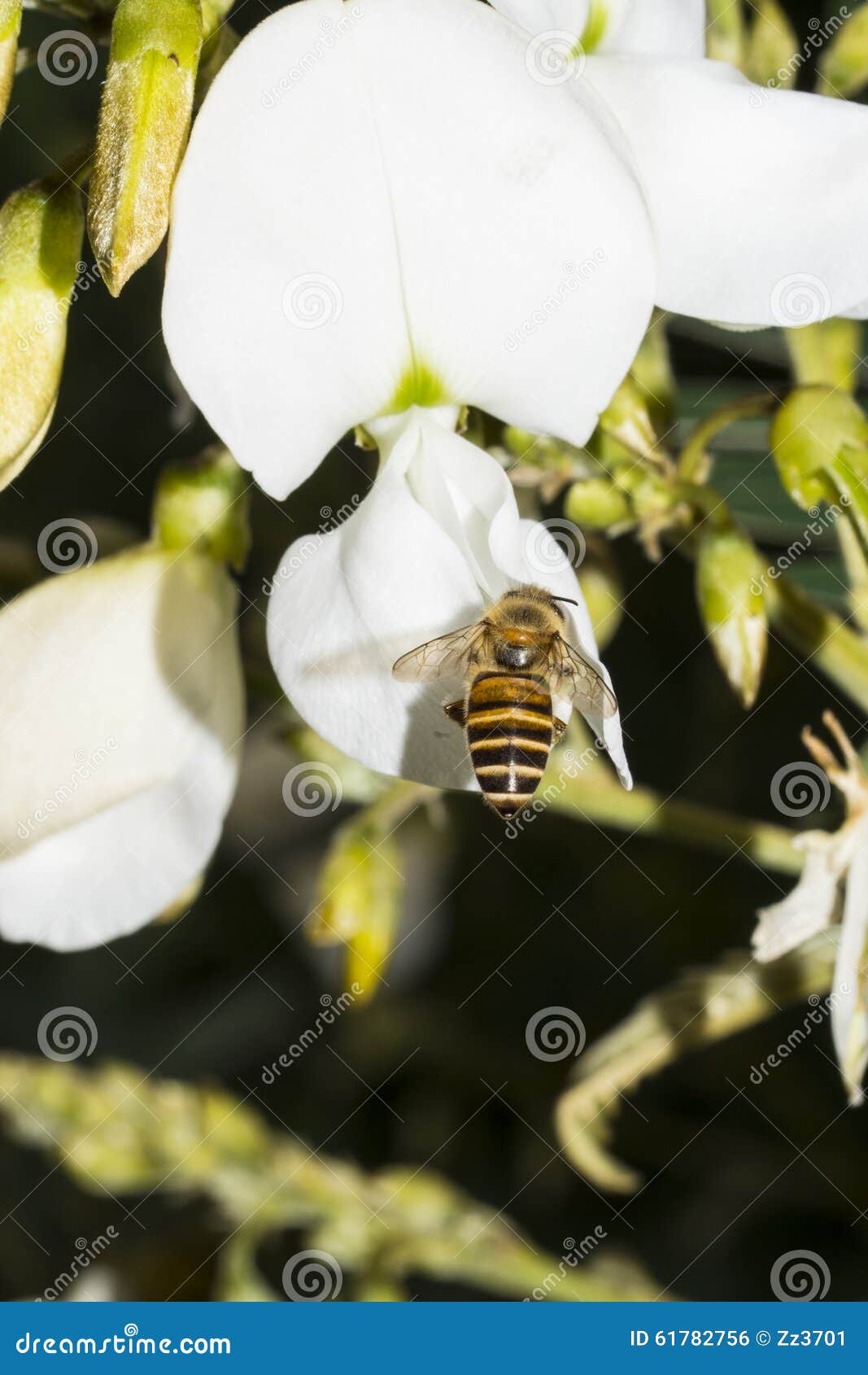 Honey Bee Collecting Pollen Stock Photo - Image of stripped, winged ...