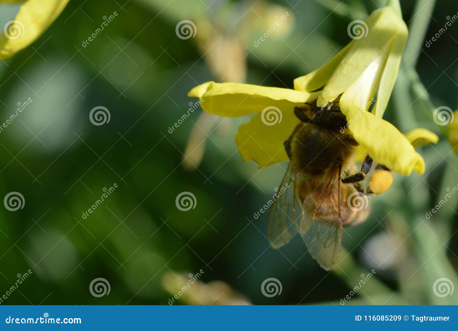 Honey-bee Collecting Pollen at Legs in Pollen Basket Stock Image ... Honey-bee Collecting Pollen at Legs in Pollen Basket Stock Image ...