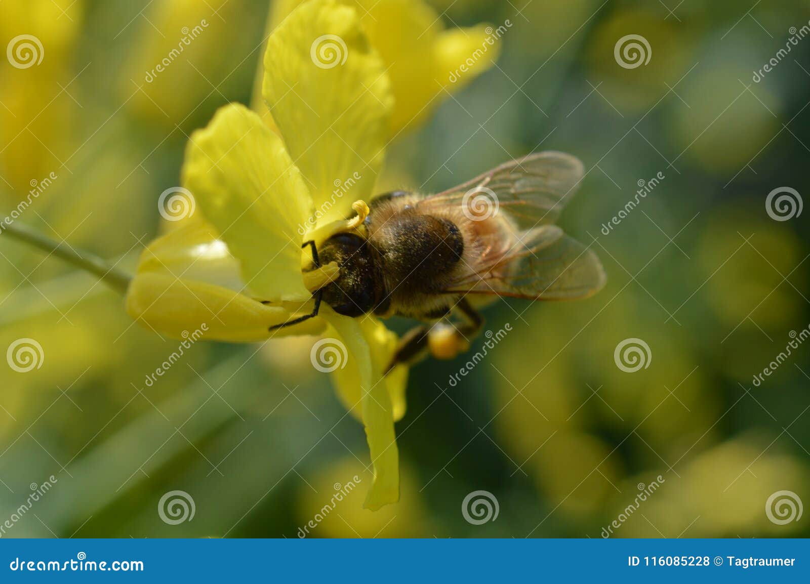 Honey-bee Collecting Pollen at Legs in Pollen Basket Stock Photo ... Honey-bee Collecting Pollen at Legs in Pollen Basket Stock Photo ...