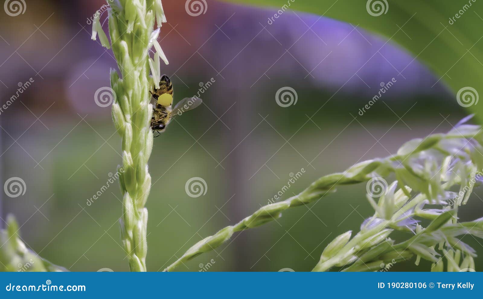 Honey Bee Collecting Pollen Stock Photo - Image of macro, background ...