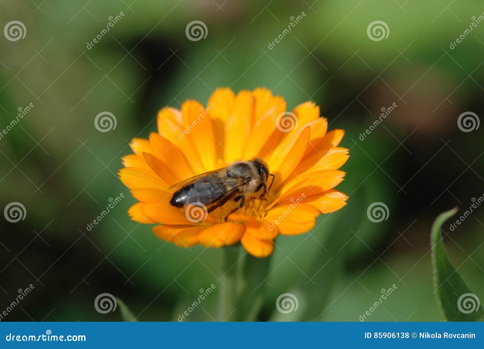 Bee collecting pollen stock photo. Image of honey, polen - 85906138