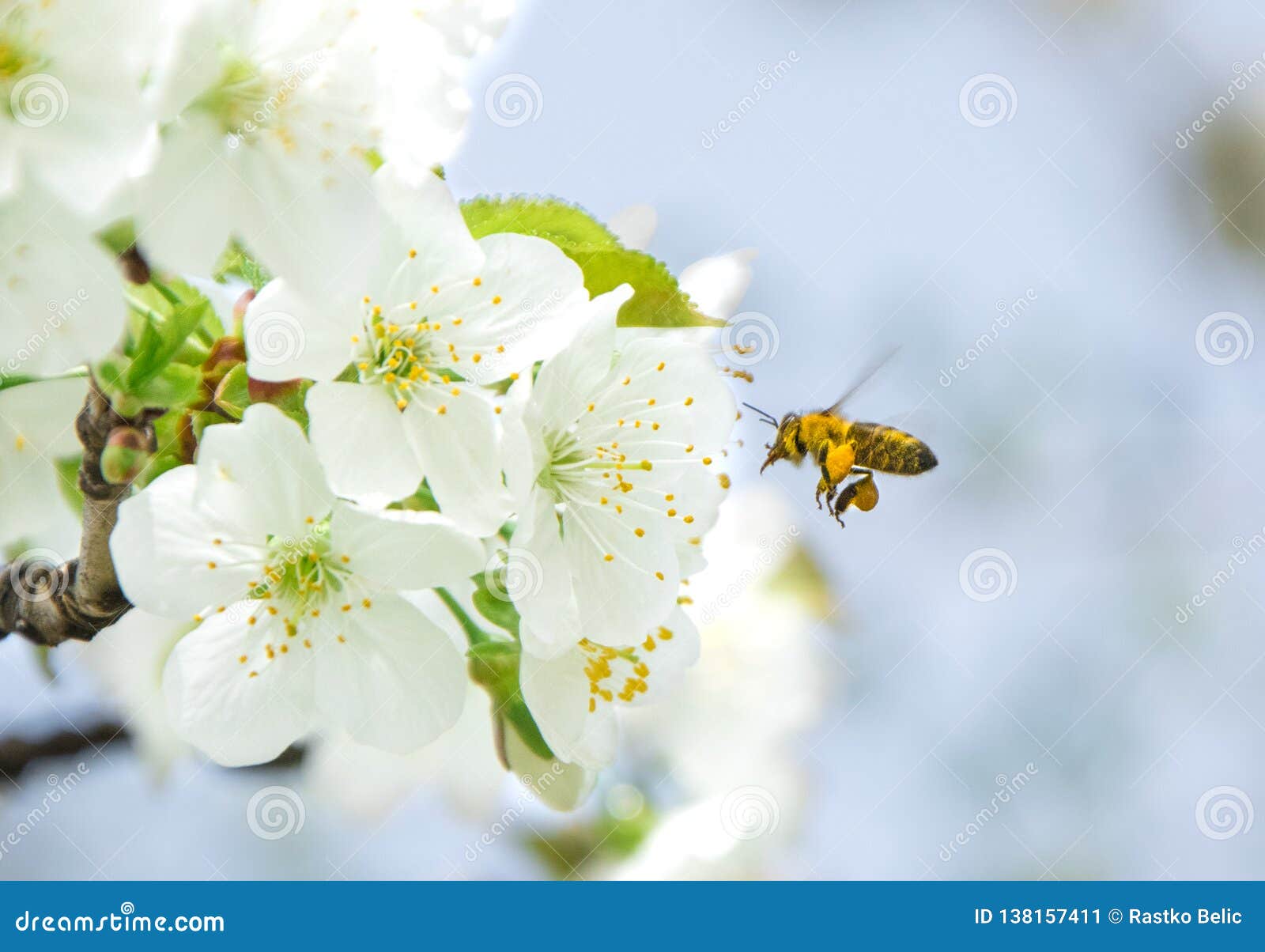 Honey Bee Collecting Pollen on White Cherry Blossom Tree Stock Image ...