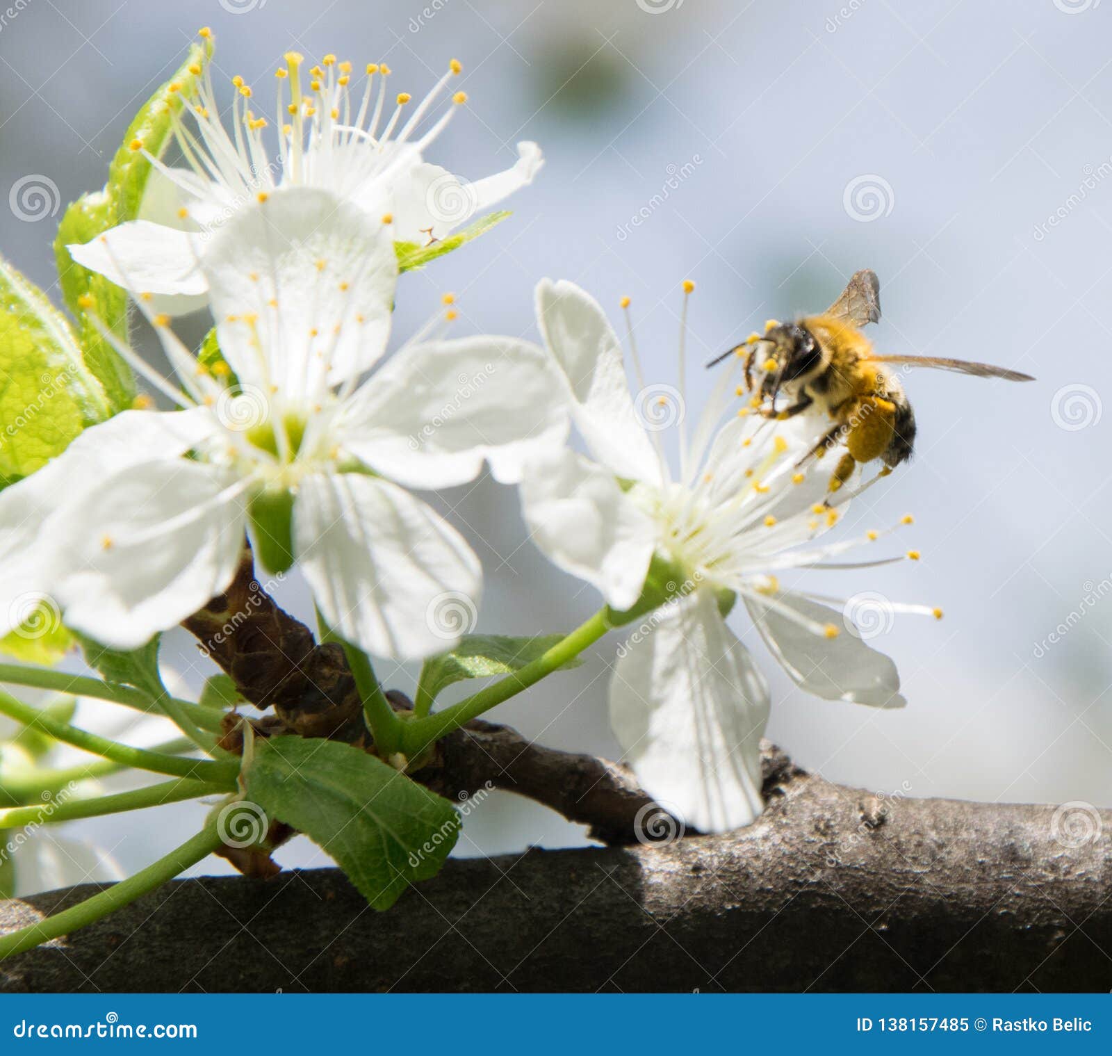 Honey Bee Collecting Pollen on White Cherry Blossom Tree Stock Image ...