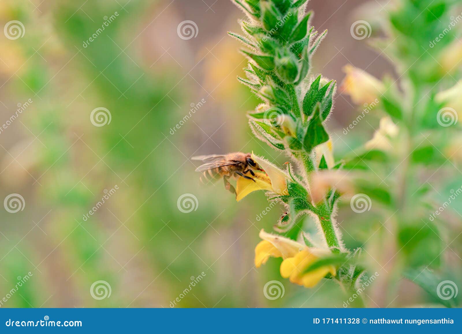 Honey Bee Collecting Pollen on Yellow Flower Stock Photo - Image of ... Honey Bee Collecting Pollen on Yellow Flower Stock Photo - Image of ...