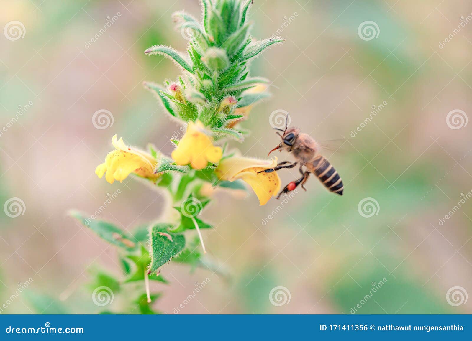 Honey Bee Collecting Pollen on Yellow Flower Stock Photo - Image of ... Honey Bee Collecting Pollen on Yellow Flower Stock Photo - Image of ...
