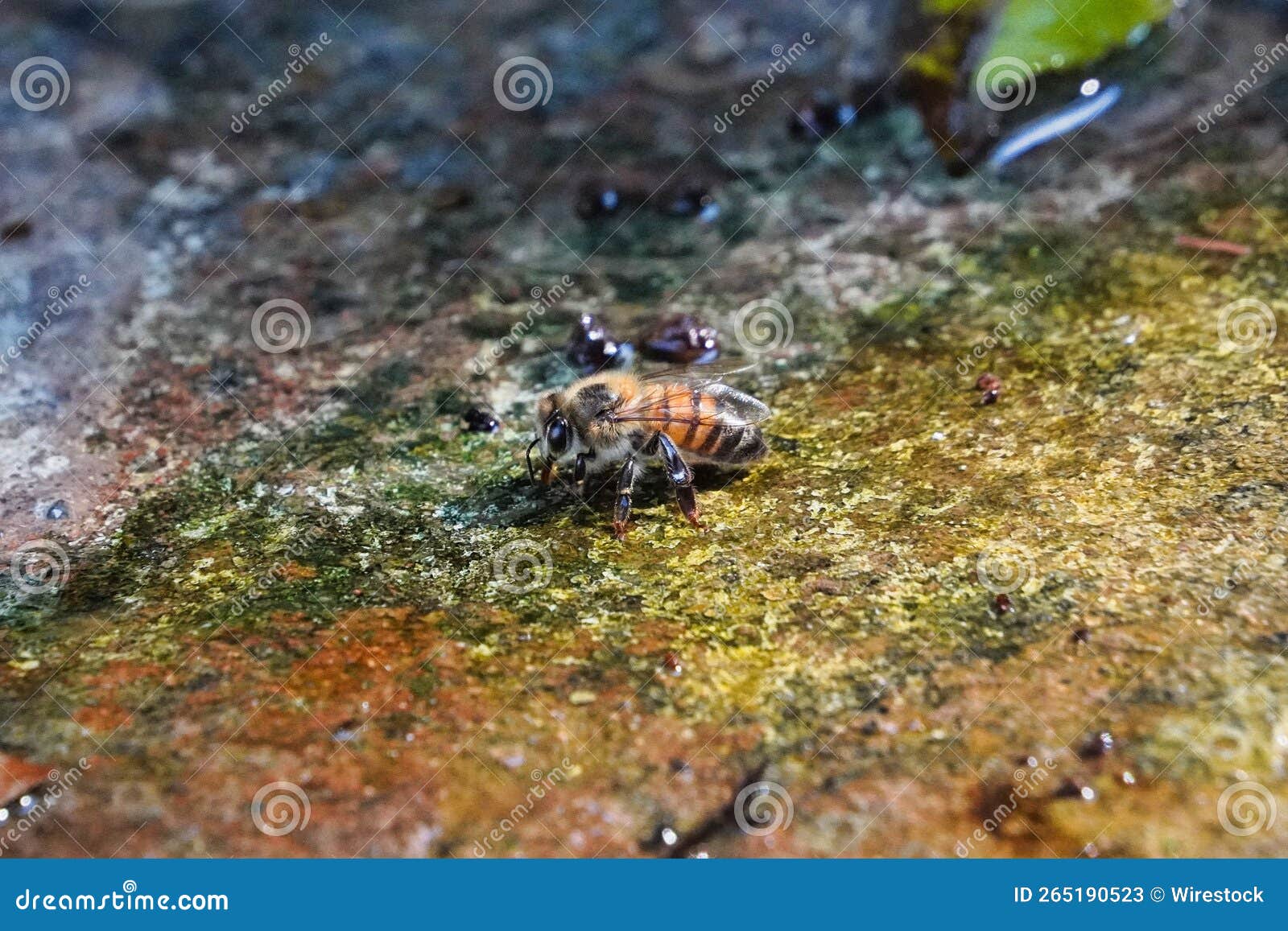 Honey Bee Collecting Water from a Wet Stone Stock Image - Image of wing ...