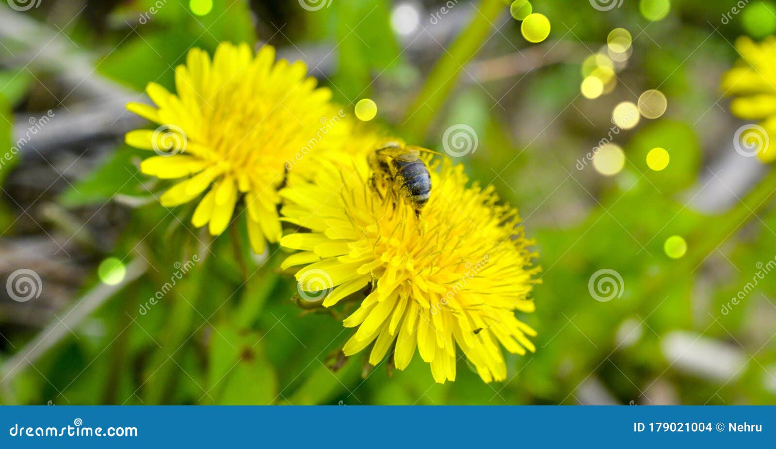 Honey Bee Collectiong Pollen on a Dandelion Stock Photo - Image of ...