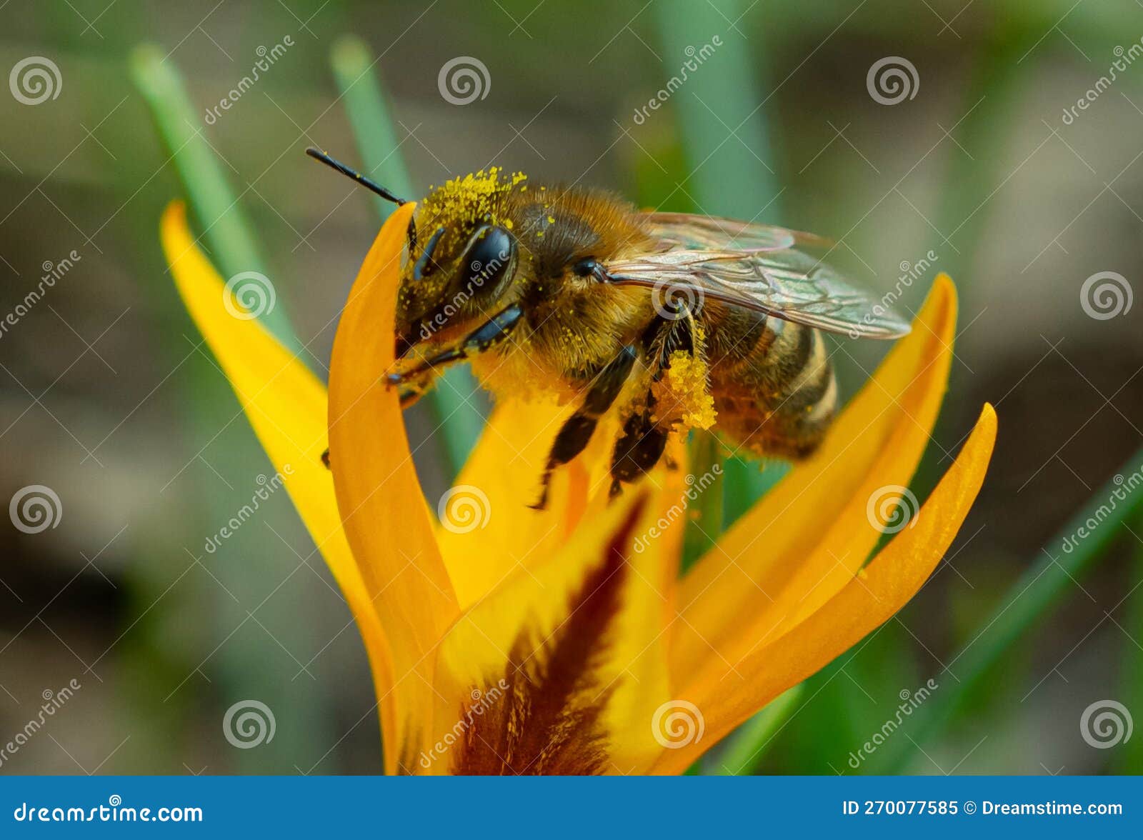 Honey Bee Collects Nectar and Pollen on a Yellow Crocus in Early Spring ...