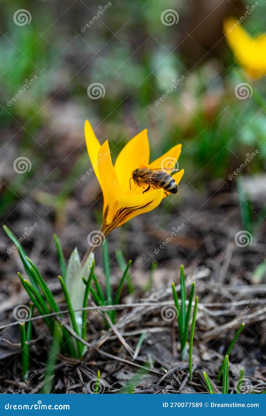 Honey Bee Collects Nectar and Pollen on a Yellow Crocus in Early Spring ...