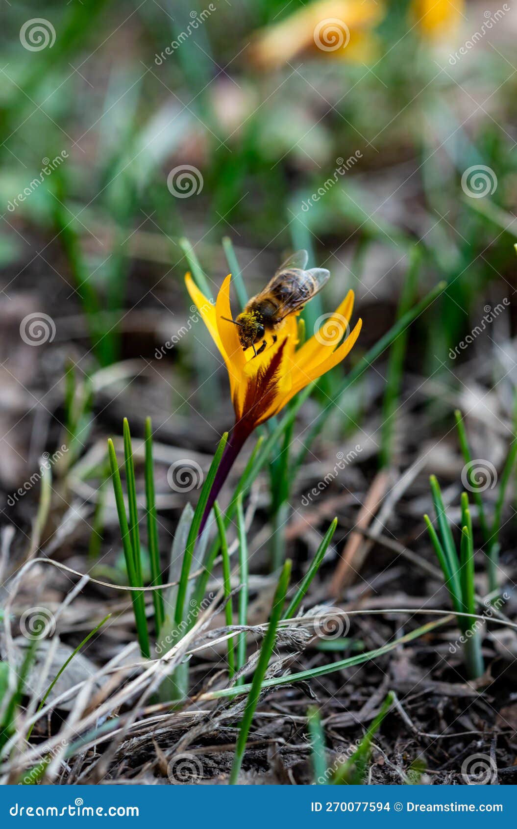 Honey Bee Collects Nectar and Pollen on a Yellow Crocus in Early Spring ...