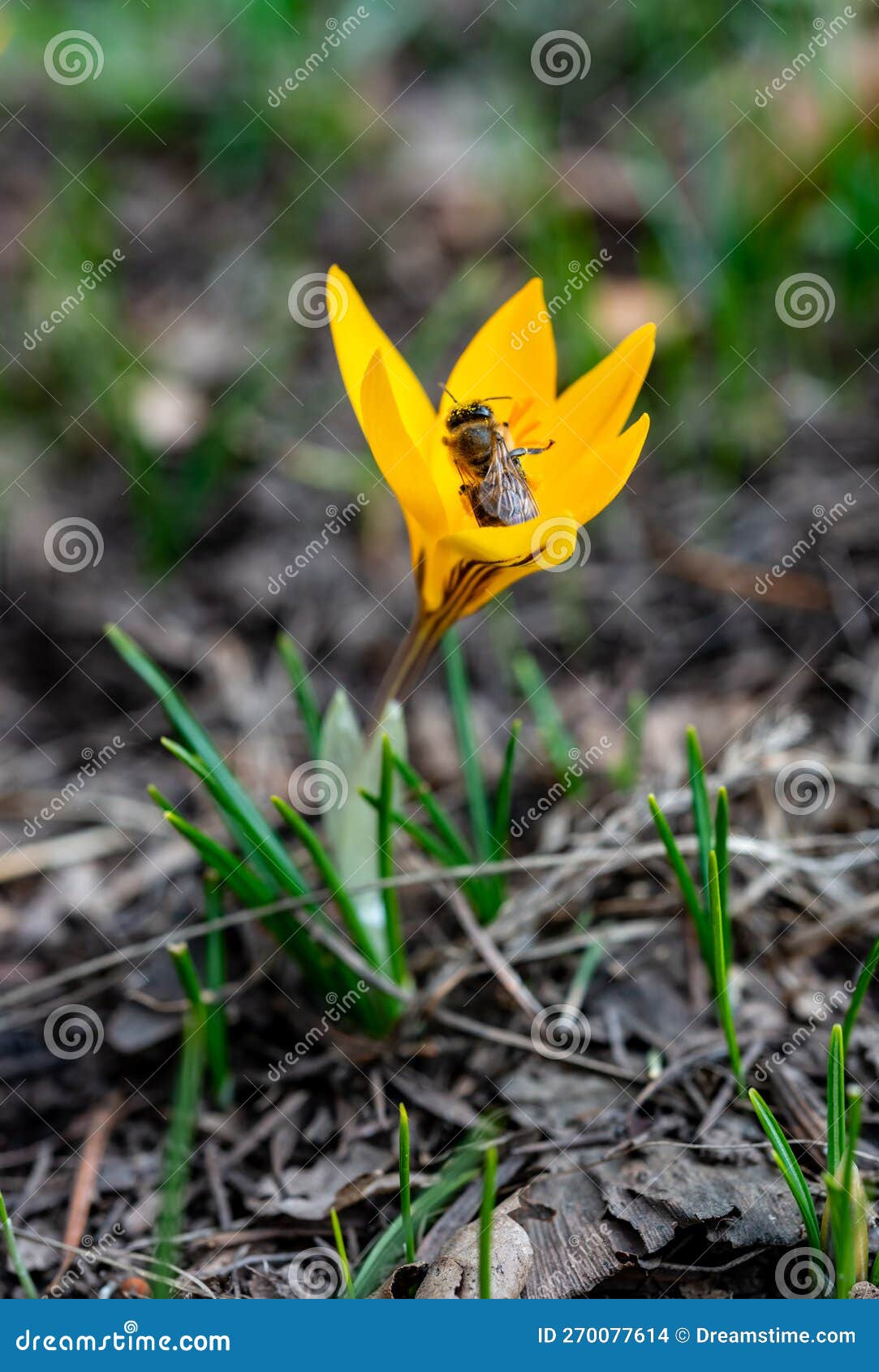 Honey Bee Collects Nectar and Pollen on a Yellow Crocus in Early Spring ...
