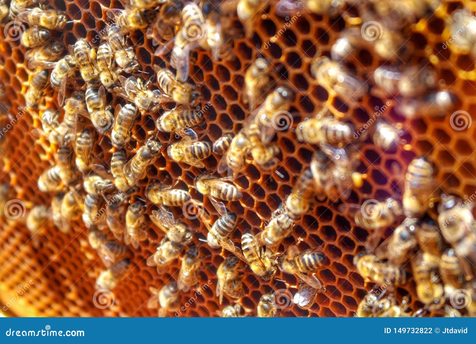Honey Bee in Bee Colony stock photo. Image of animal - 149732822