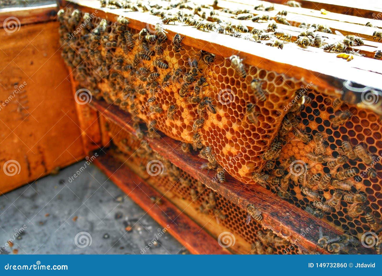 Honey Bee in Bee Colony stock photo. Image of wildlife - 149732860