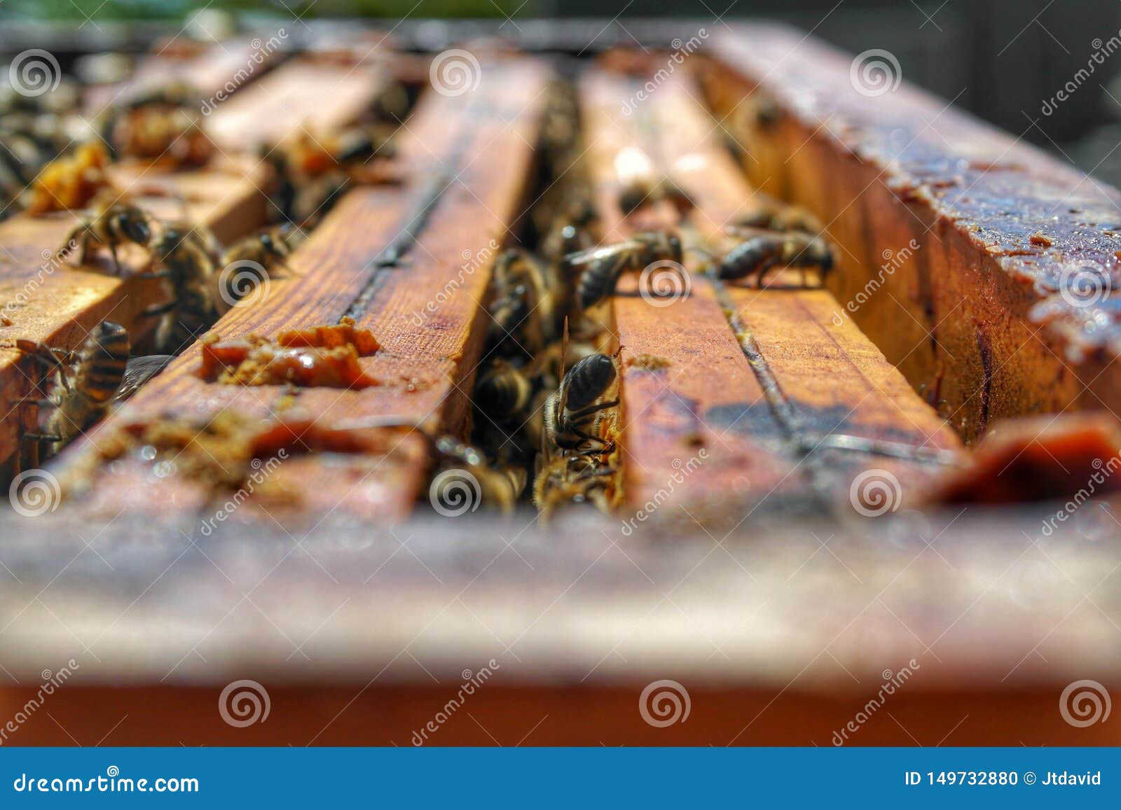 Honey Bee in Bee Colony stock photo. Image of wildlife - 149732880