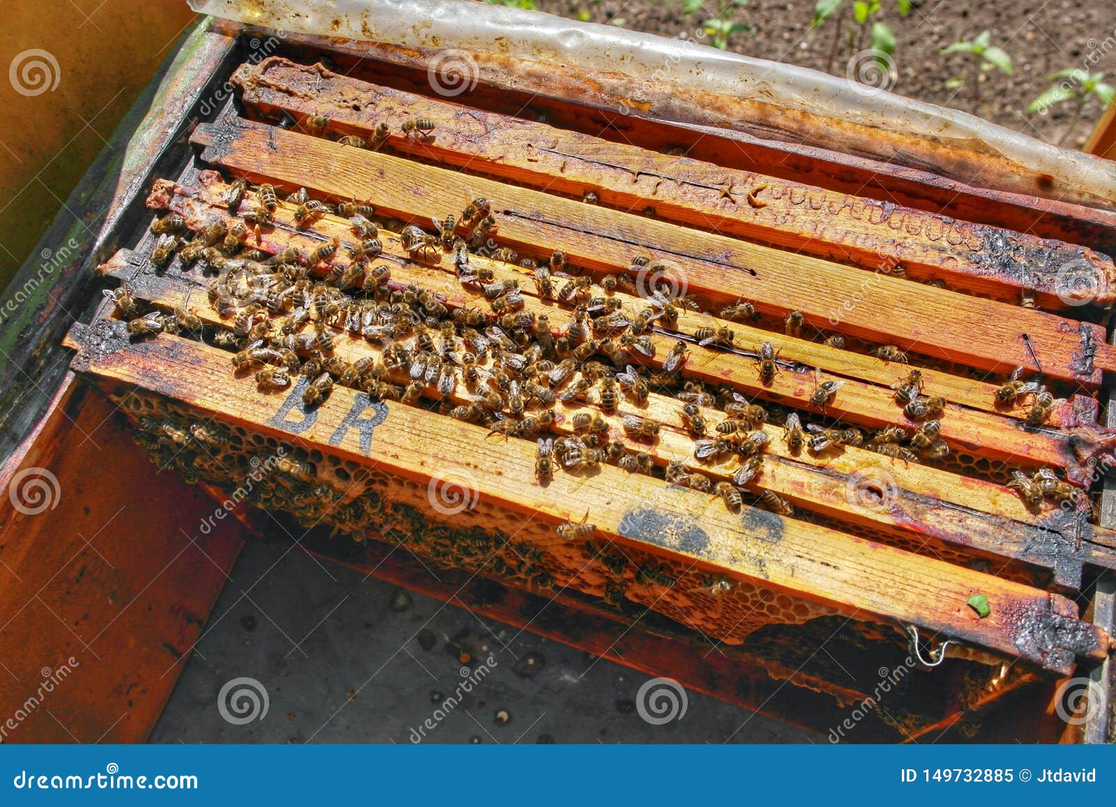 Honey Bee in Bee Colony stock image. Image of colony - 149732885