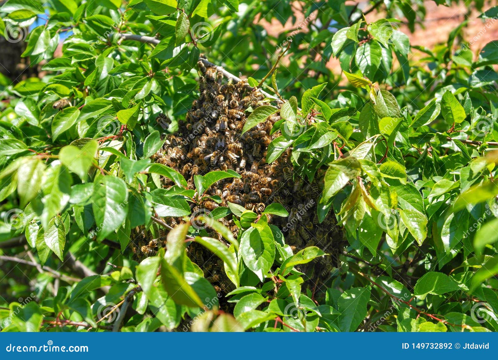 Honey Bee in Bee Colony stock photo. Image of hive, apiarist - 149732892